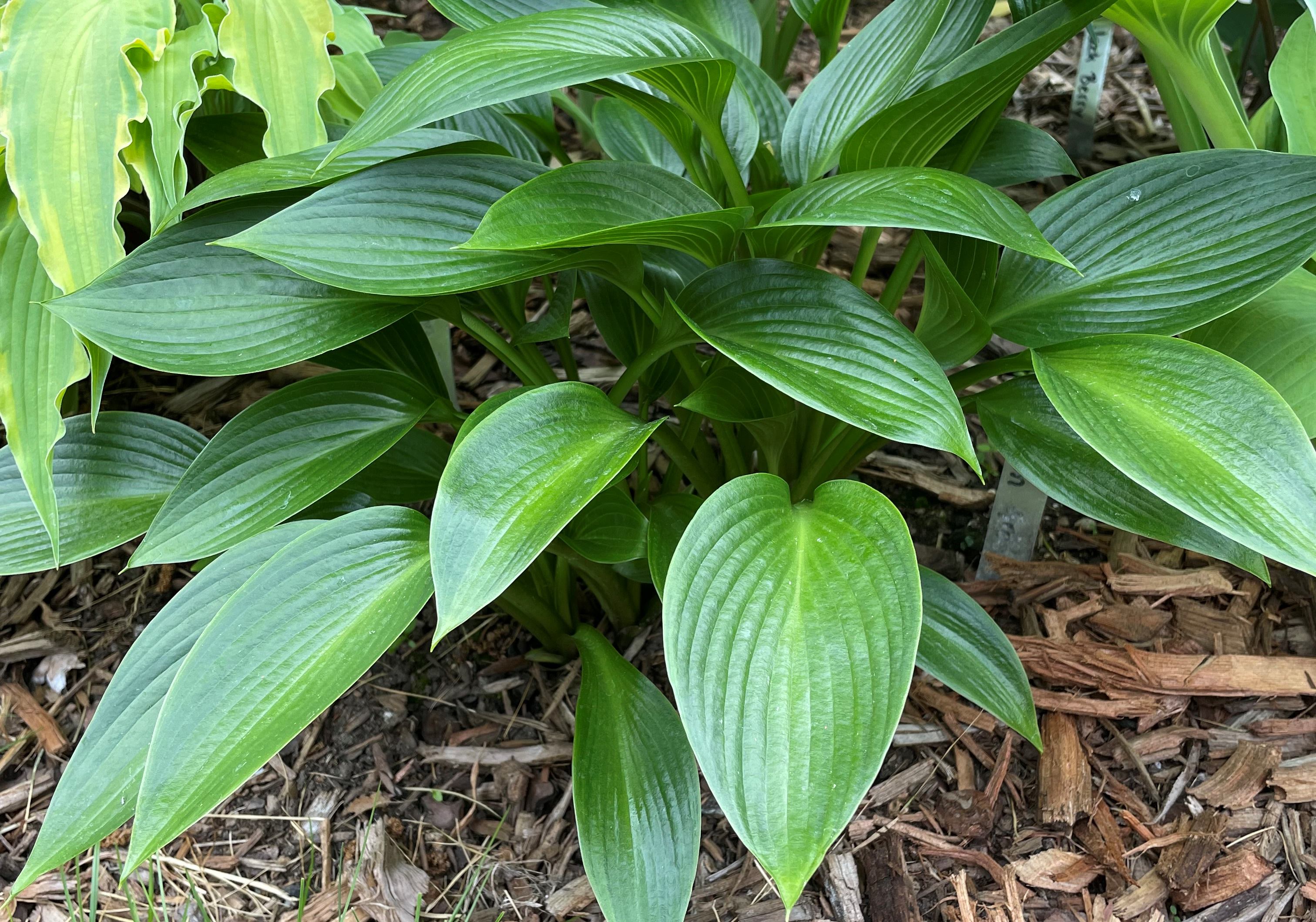 HOSTA TARDIANA DEVON GREEN - Harviala Oy