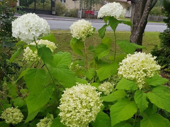 HYDRANGEA ARBORESCENS ANNABELLE - Harviala Oy