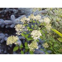 HYDRANGEA PANICULATA PRAECOX - Harviala Oy