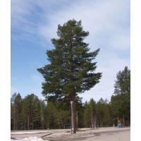 PINUS MUGO PUMILIO - Harviala Oy