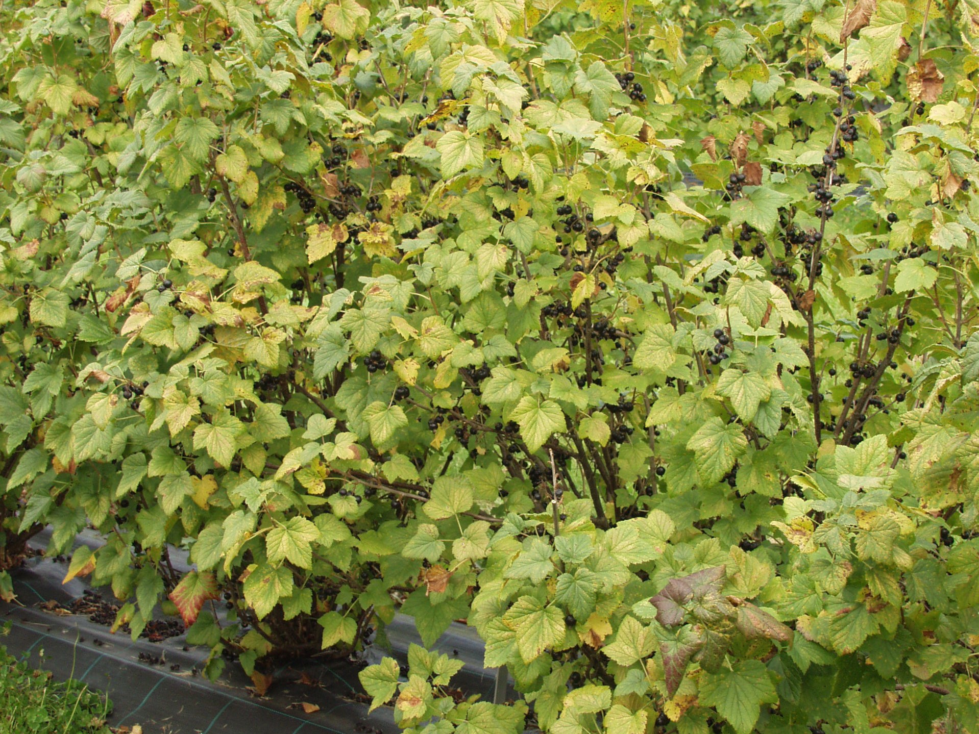 RIBES NIGRUM MARSKI FinE AT - Harviala Oy