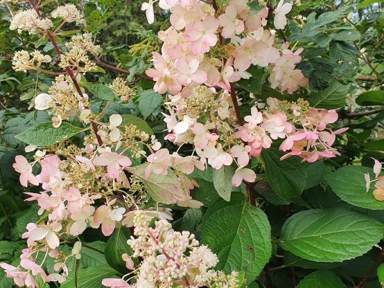 HYDRANGEA PANICULATA WIMS RED - Harviala Oy