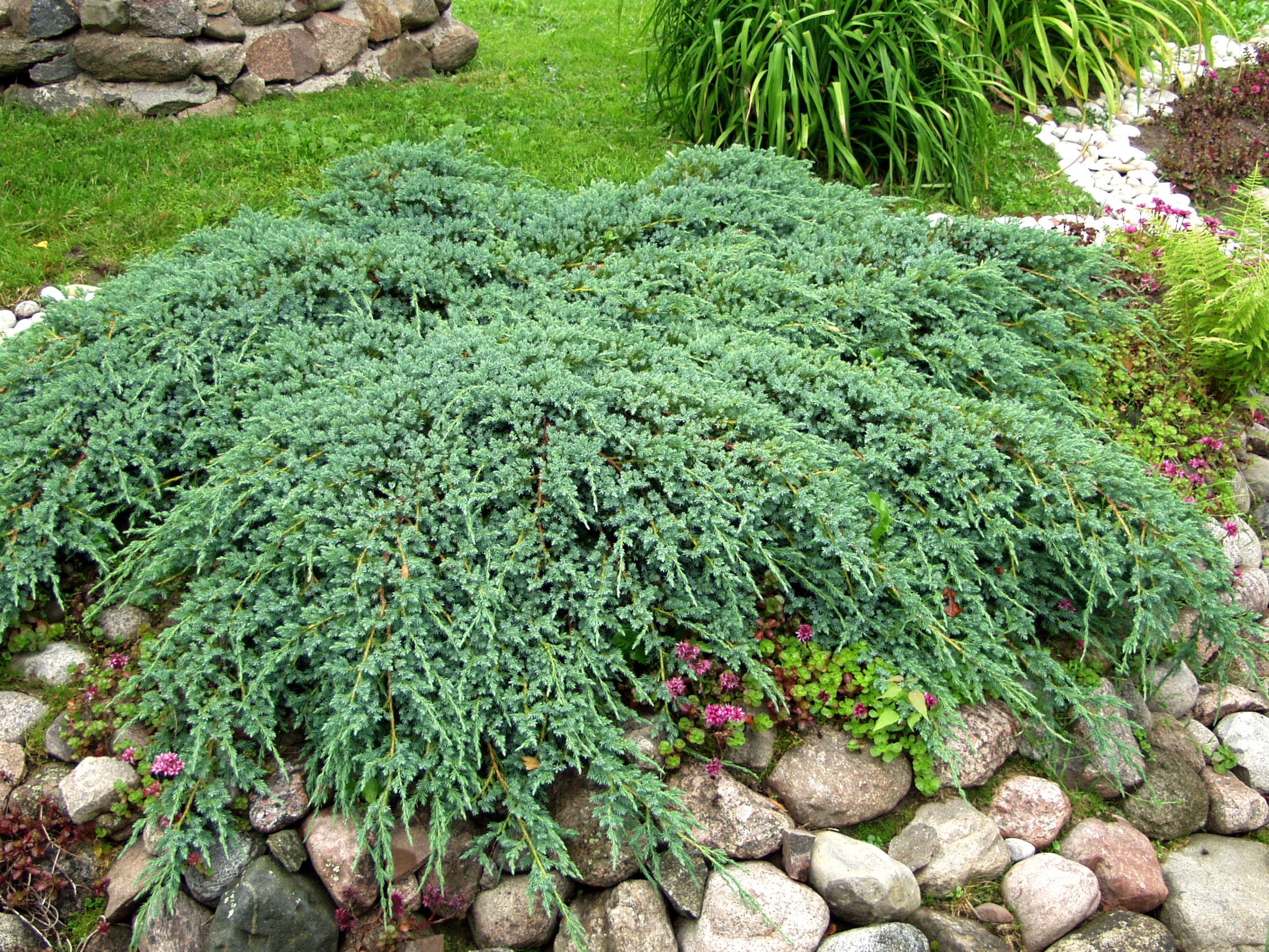 JUNIPERUS SQUAMATA BLUE CARPET - Harviala Oy
