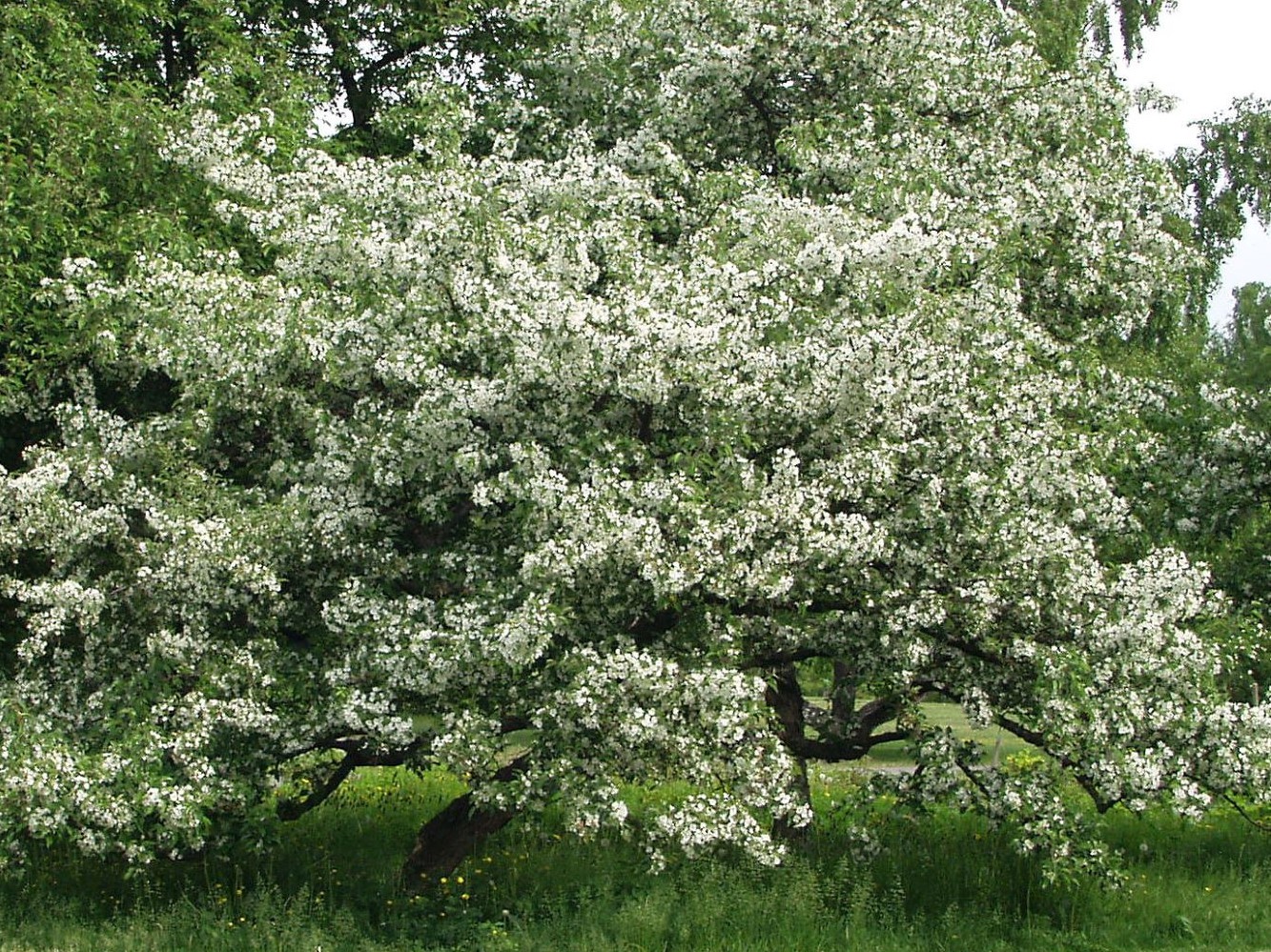MALUS BACCATA - Harviala Oy