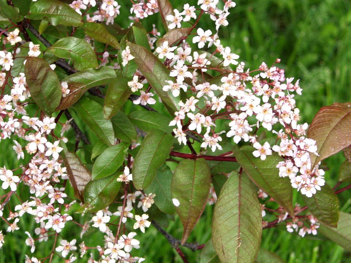PRUNUS PADUS COLORATA - Harviala Oy