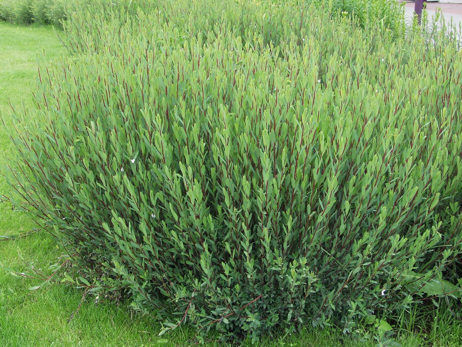 SALIX PURPUREA NANA - Harviala Oy