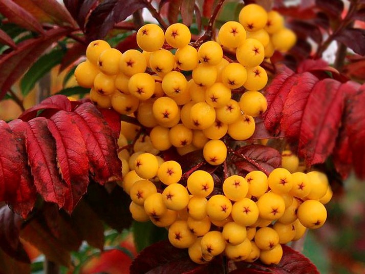 SORBUS AUCUPARIA AUTUMN SPIRE - Harviala Oy