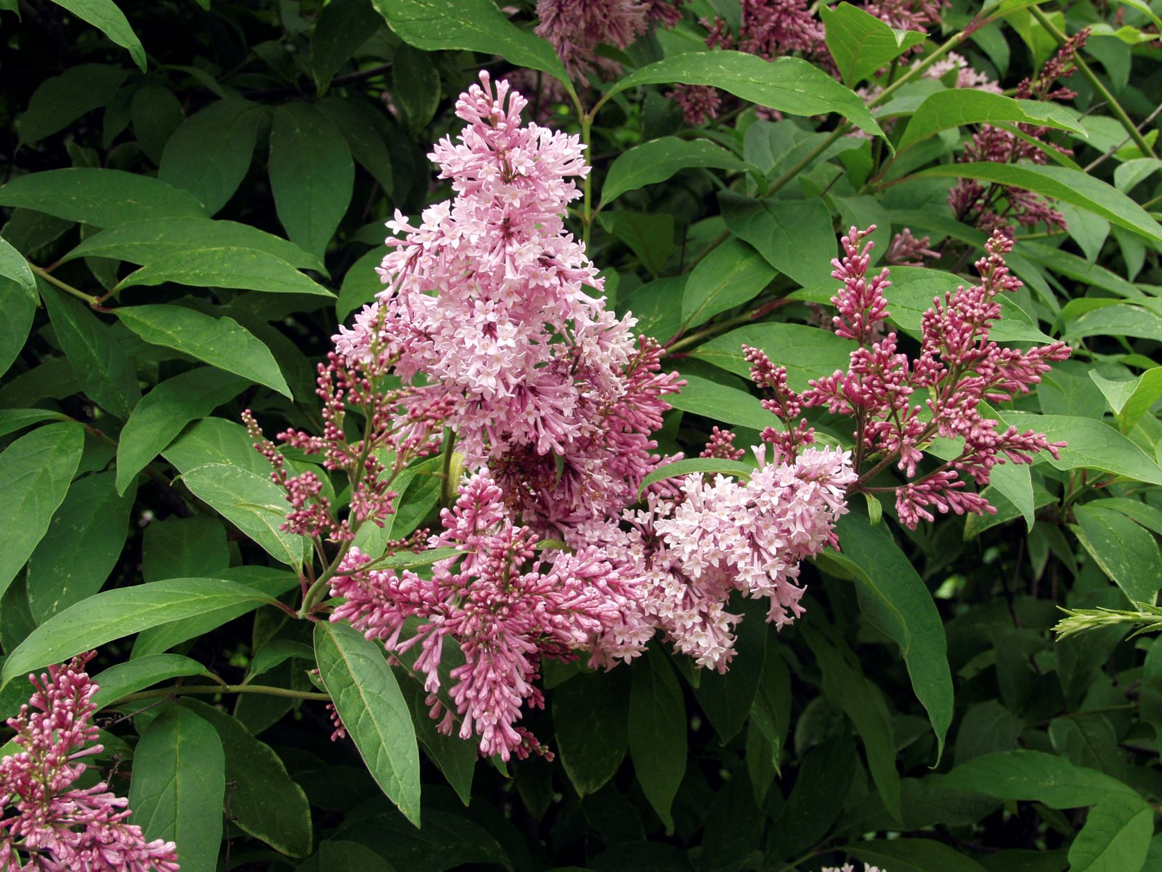 SYRINGA x PRESTONIAE CORAL - Harviala Oy
